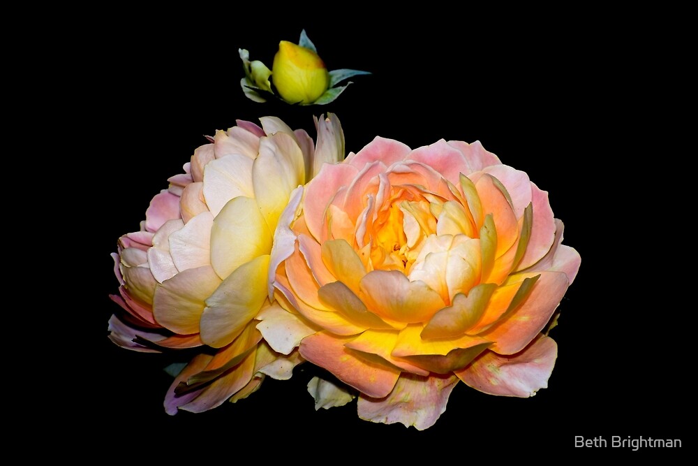 "Pretty as a sunrise roses" by Beth Brightman | Redbubble