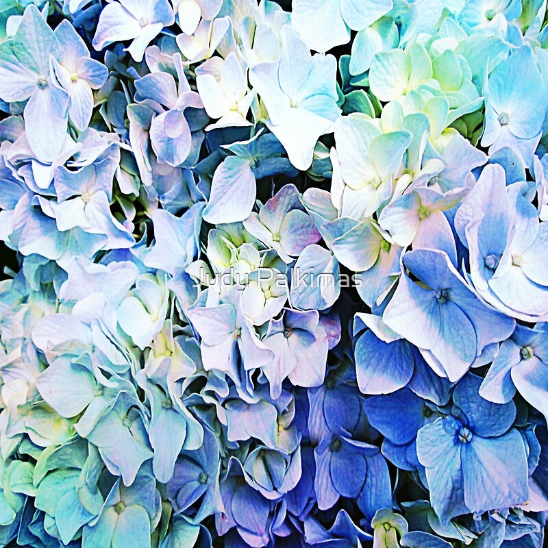 "Soft Tri-Color Pastel Hydrangea" by Judy Palkimas | Redbubble