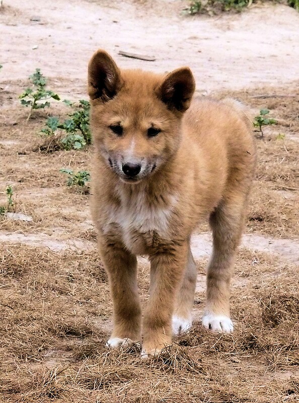 "Alpine Dingo Pup" by elsha | Redbubble