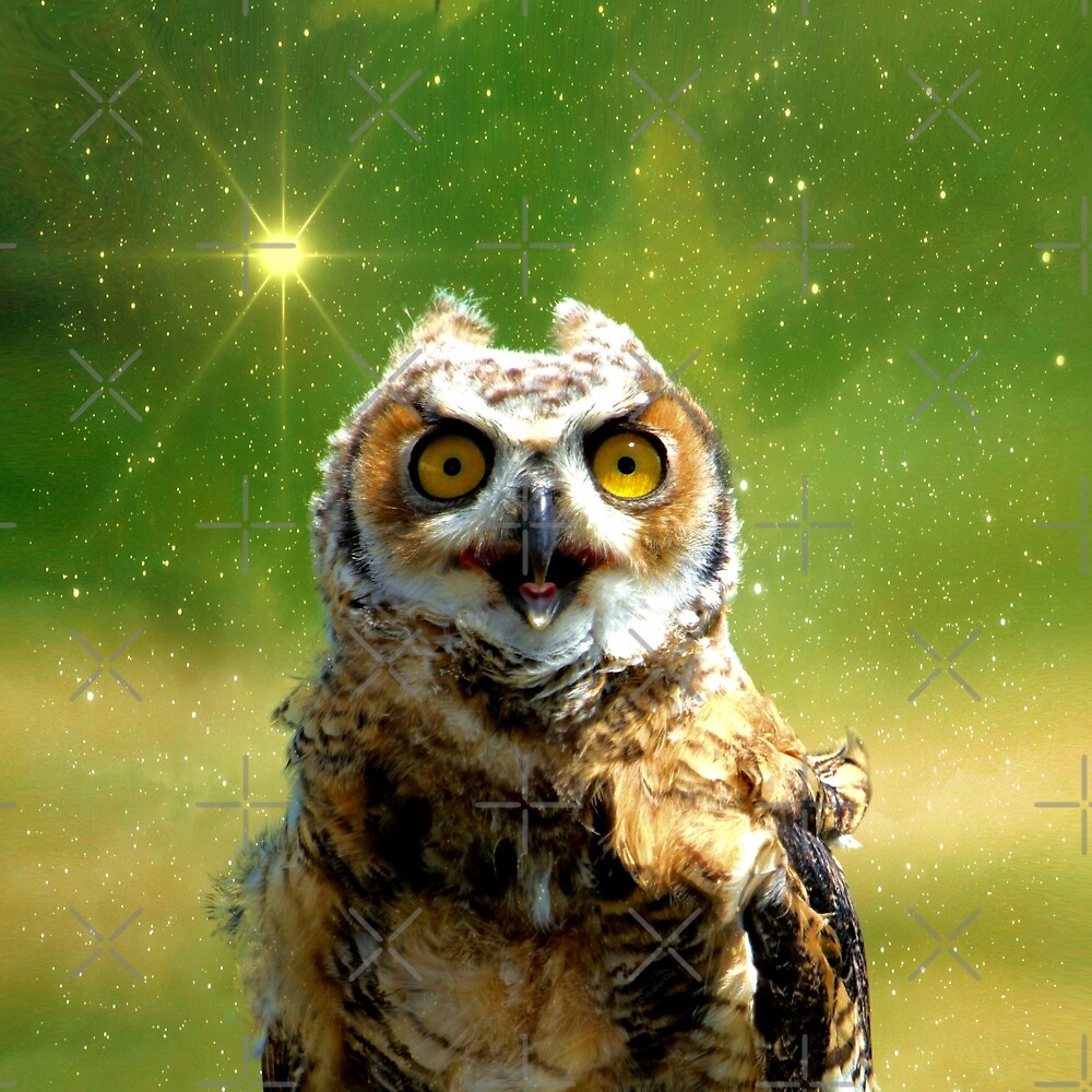 "Twinkle twinkle little owl" by Heather King | Redbubble