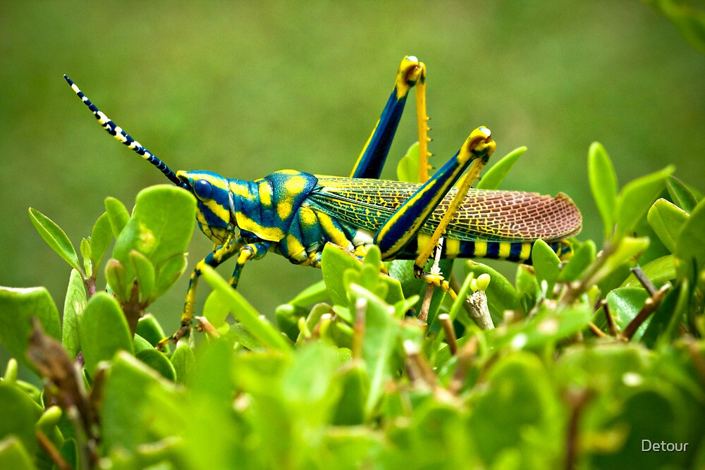 "AK Grasshopper - Southern India" by Detour | Redbubble