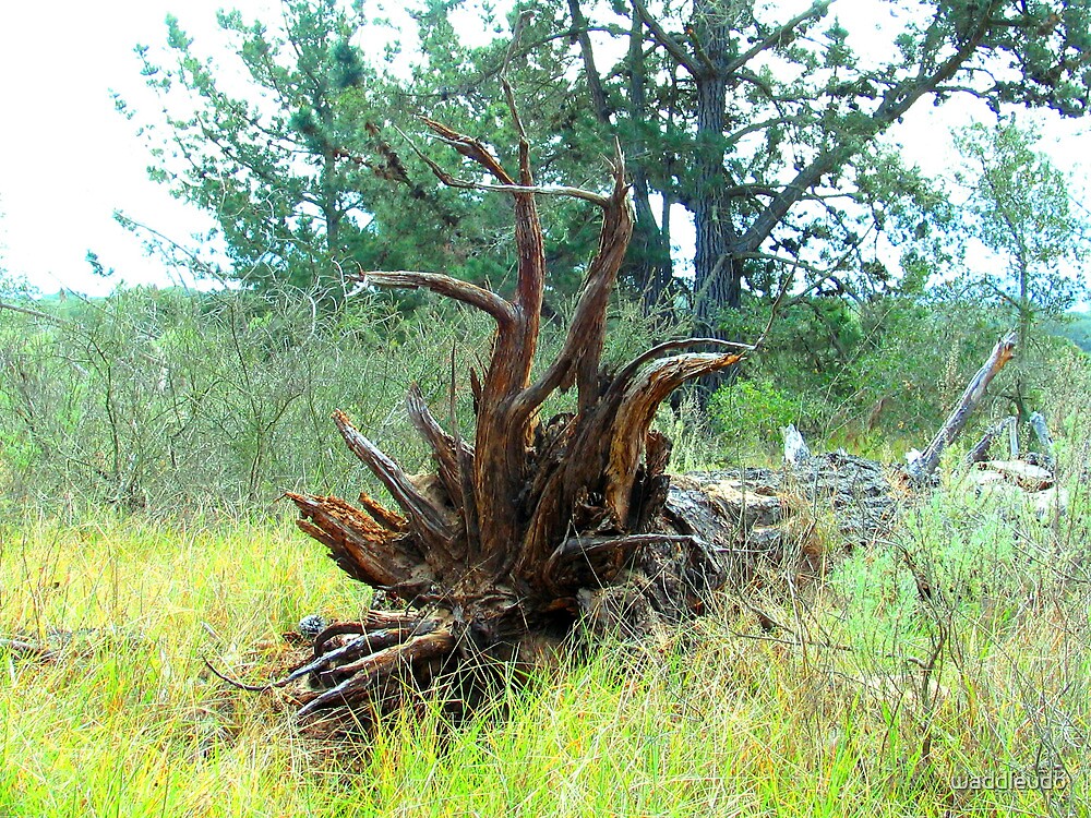 ""Uprooted Tree Wears Deer Horn Disguise"" by waddleudo | Redbubble