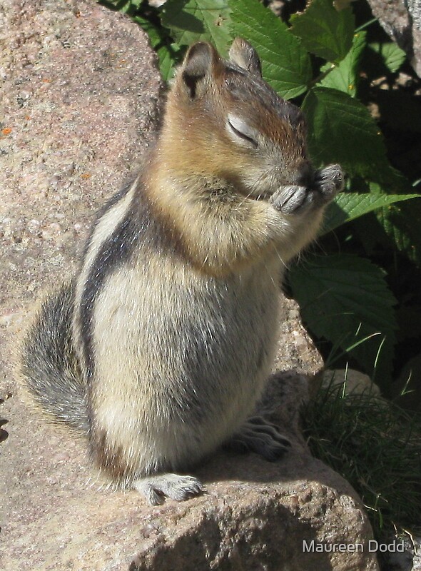 "Praying Chipmunk." by Maureen Dodd | Redbubble
