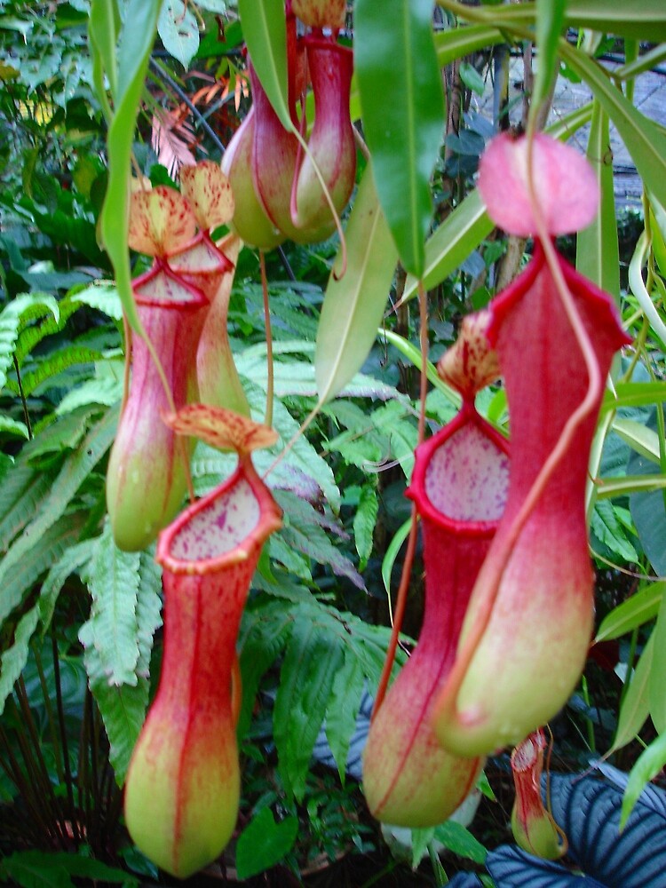 "Nepenthes - Carnivorous Tropical Pitcher Plants" by lulu64 | Redbubble