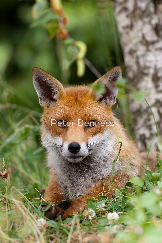 "Red Fox (Vulpes Vulpes)" by Peter Denness | Redbubble