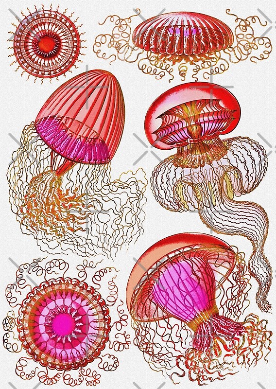 "Hot Pink Leptomedusae Jellies" by dianegaddis | Redbubble