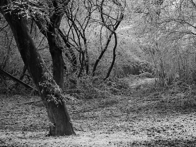 "The Path" by David Chadderton | Redbubble