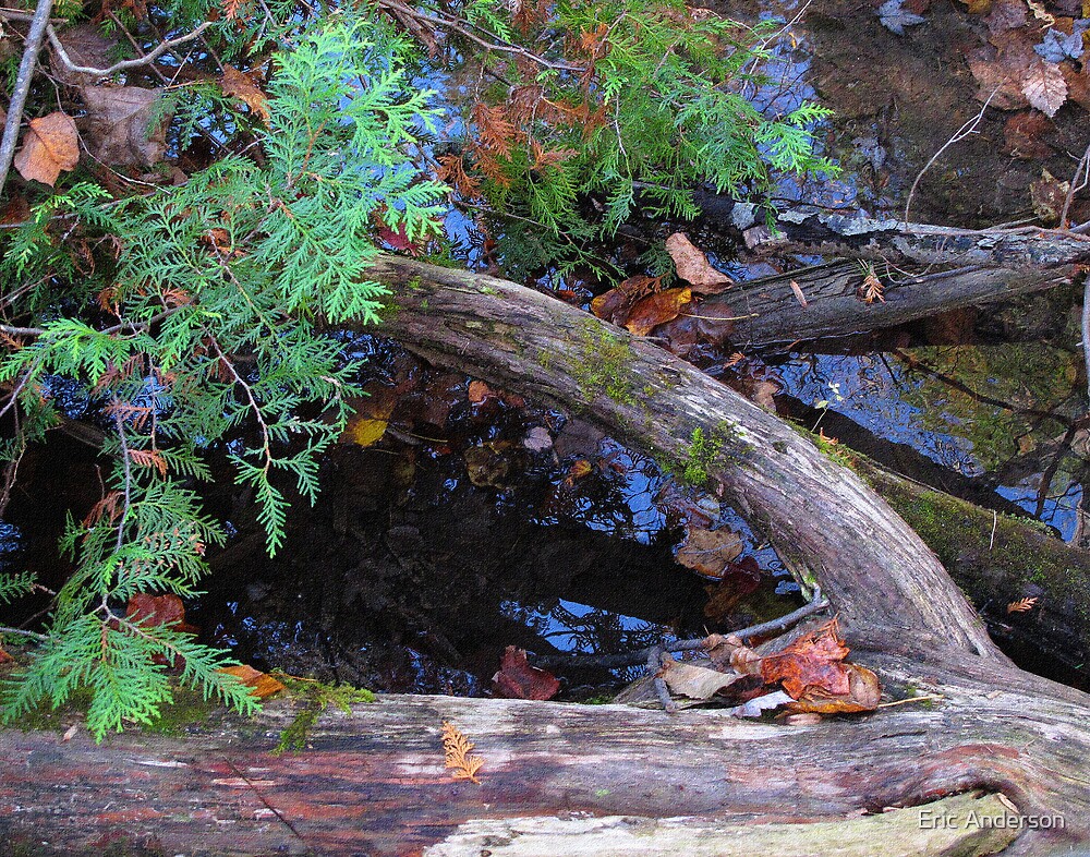 "Fallen tree, Cedar Bog, Ohio " by Eric Anderson | Redbubble