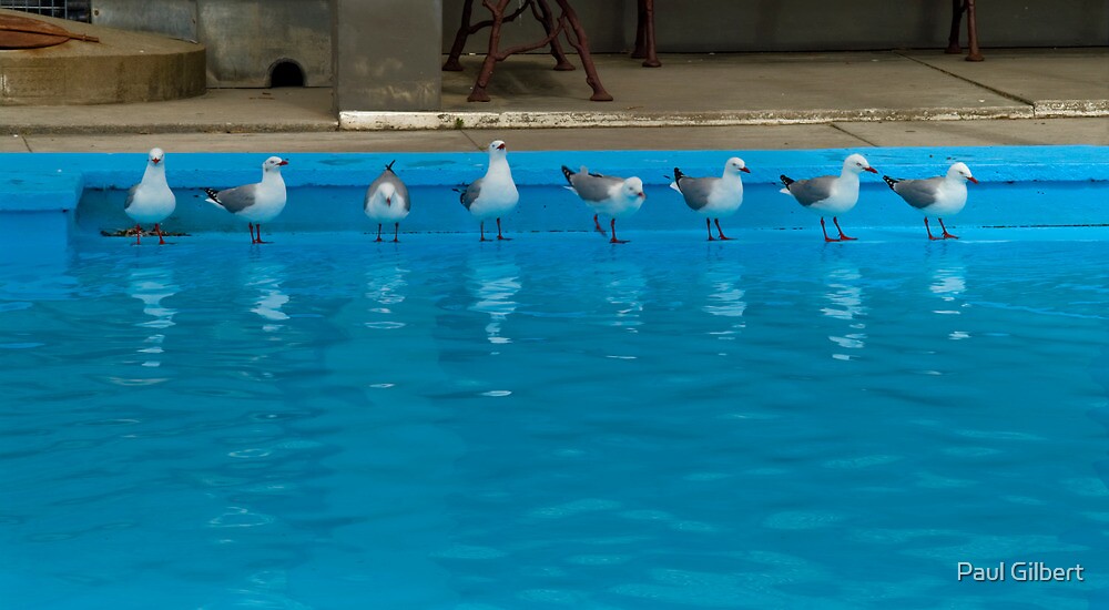 "8 Seagulls - Swimming pool at Sumner New Zealand" by Paul Gilbert ...