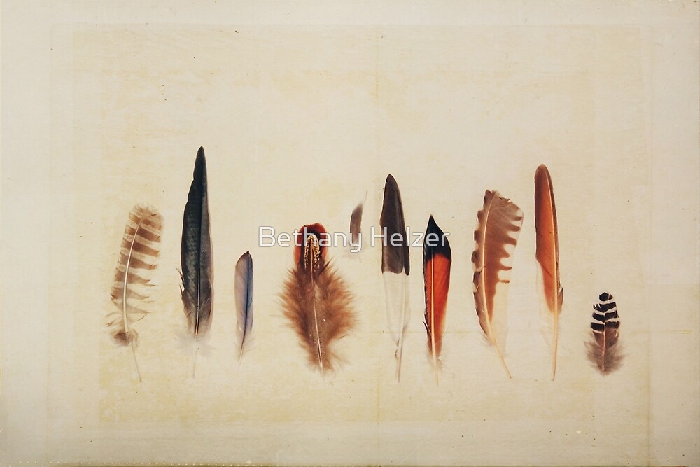 "Feather Study no. 1" by Bethany Helzer | Redbubble