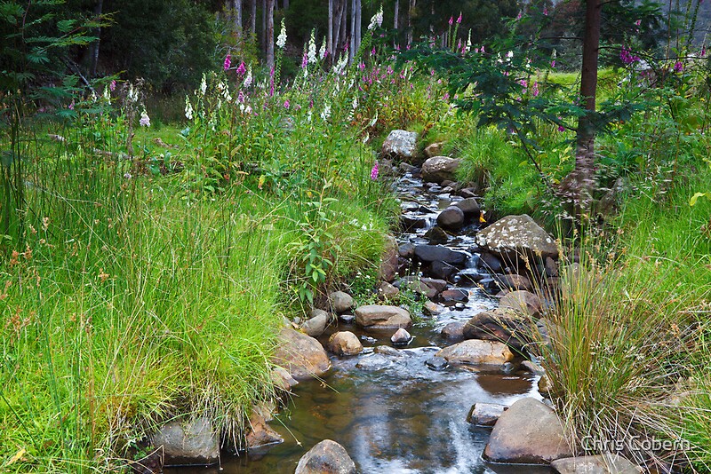 "Farm Stream, Judbury Tasmania" by Chris Cobern | Redbubble