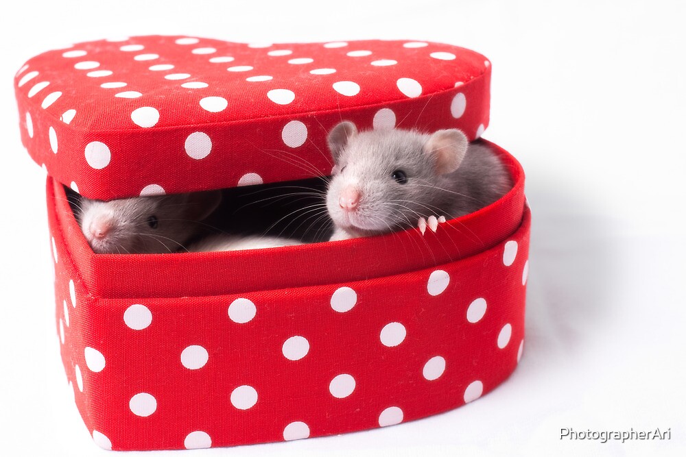 "Cute rats in a heart box" by PhotographerAri | Redbubble