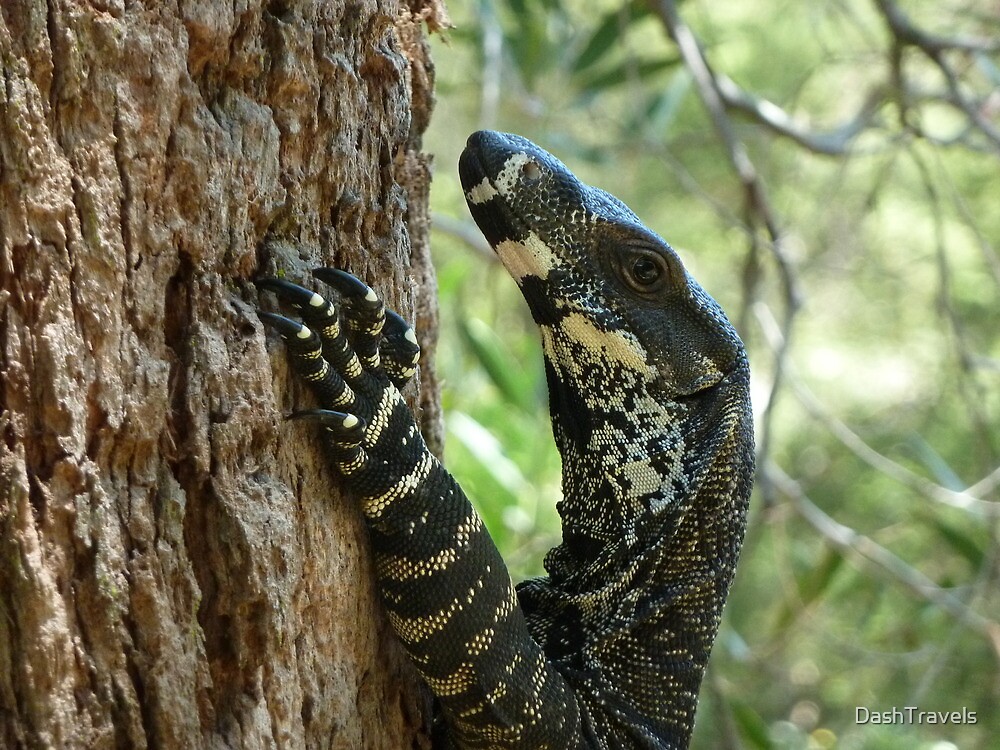 "Goanna in tree, Bombah Point, NSW (1)" by DashTravels | Redbubble