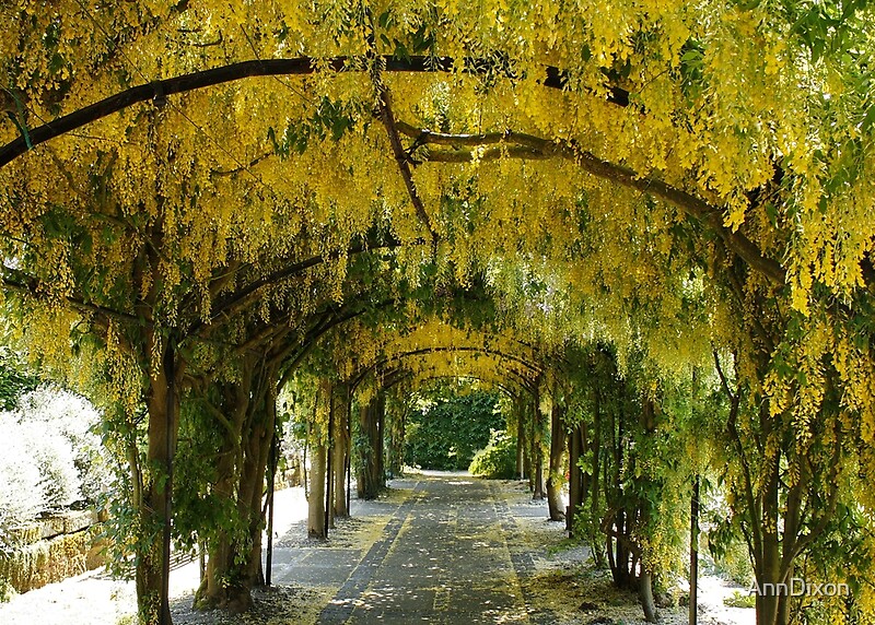 "Laburnum Arch" by AnnDixon | Redbubble