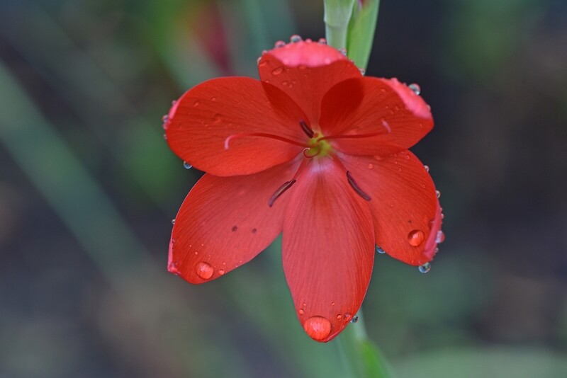"Crimson Flag Lily" by Chris Monks | Redbubble