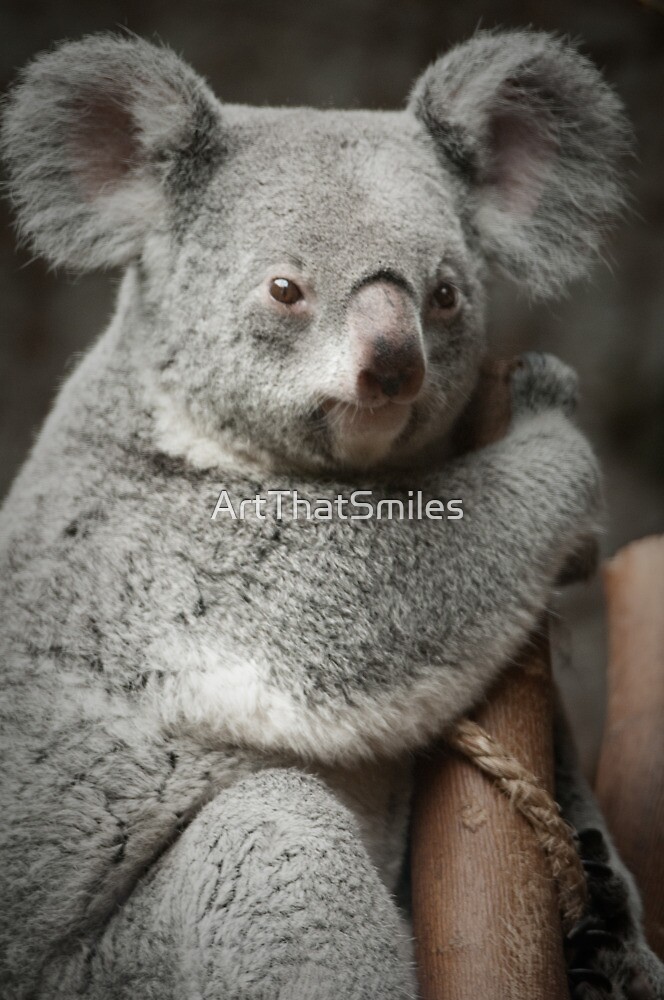 Big Ears" - koala » par ArtThatSmiles | Redbubble