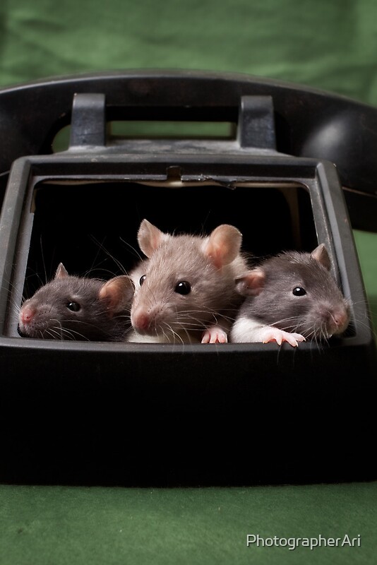 "Rats have tapped your Phone" by PhotographerAri | Redbubble