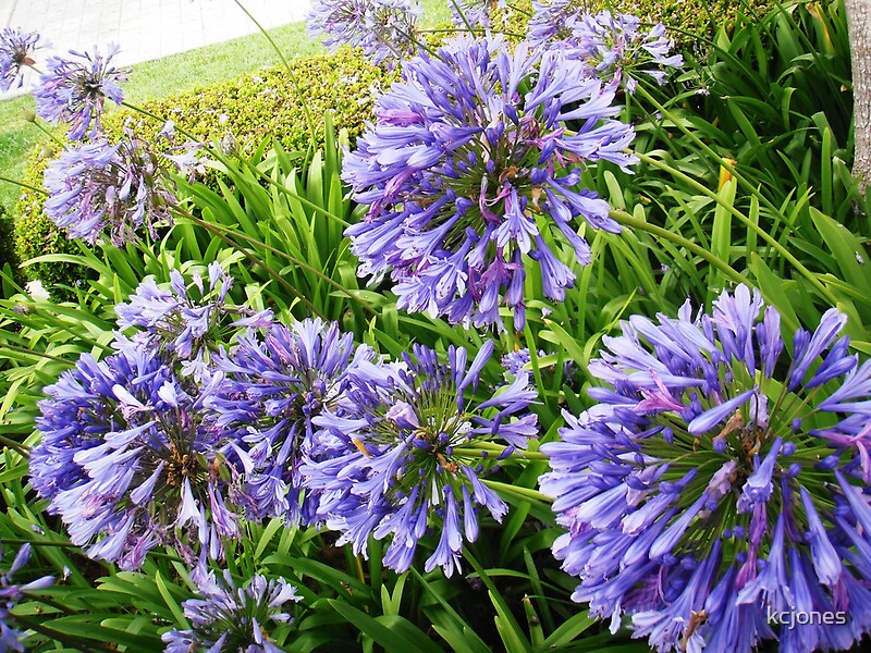 "Purple Firework Flowers" by kcjones | Redbubble