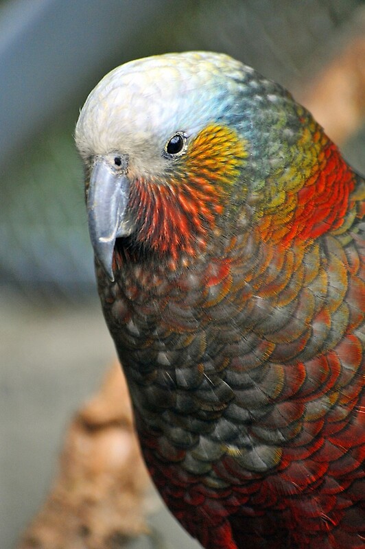 "Kaka. Te Anau, South Island, New Zealand." by Ralph de Zilva | Redbubble