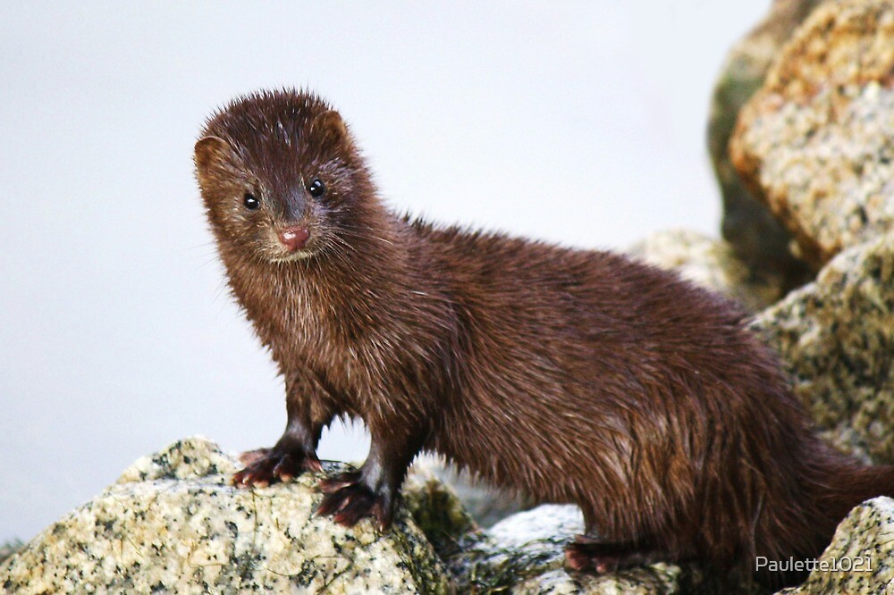 "Mink in Huntington Beach, South Carolina" by Paulette1021 | Redbubble