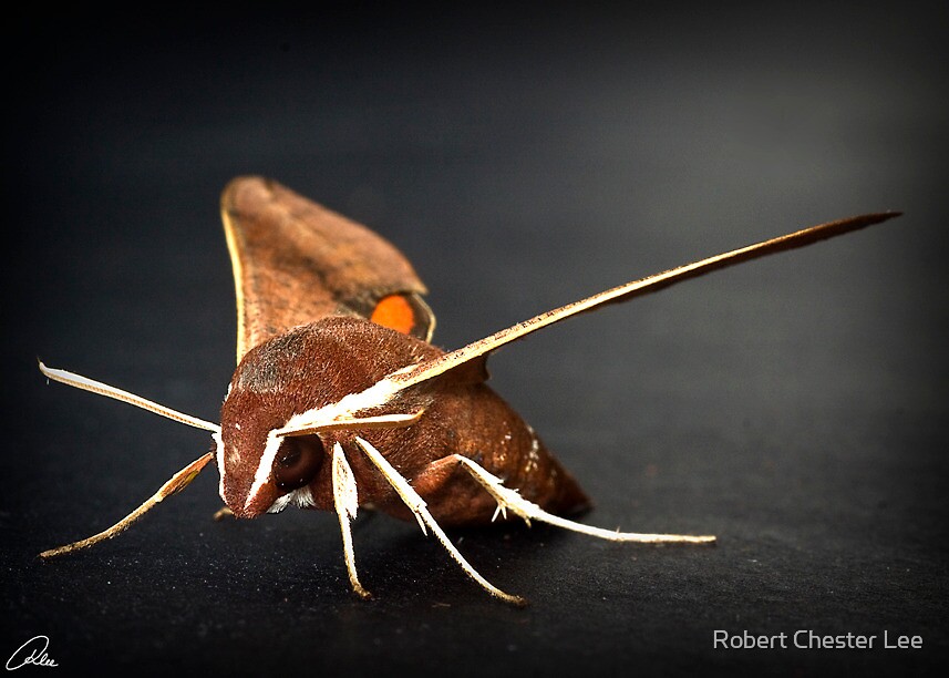 "Hawk Moth - Robert Chester Lee" by Robert Chester Lee | Redbubble