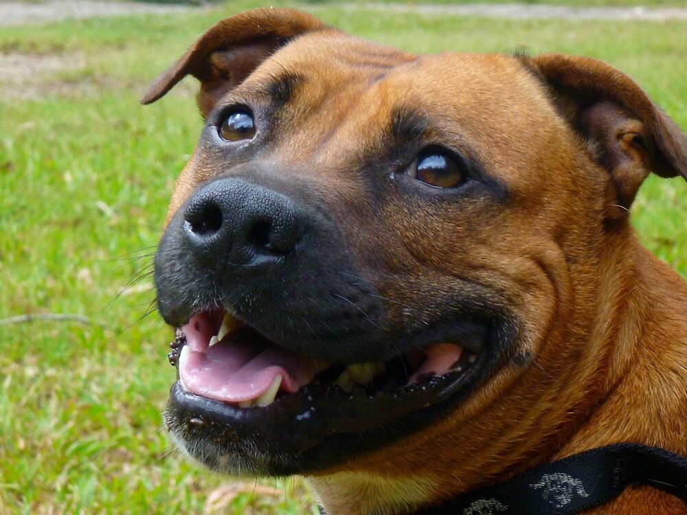 "staffy" by tompullinger | Redbubble