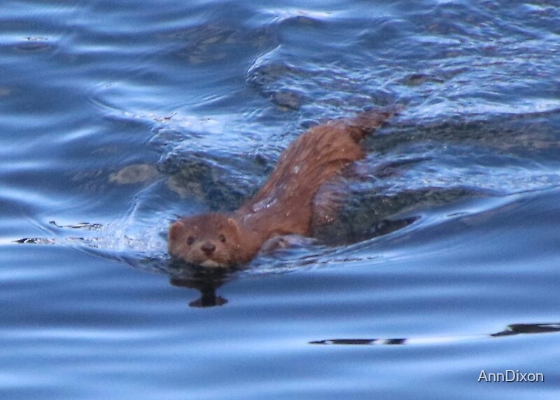 "Minx - Wild Animal" by AnnDixon | Redbubble