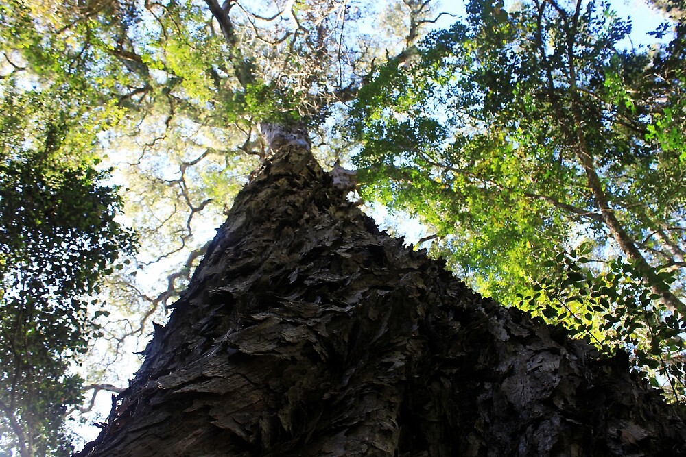 "Gentle giant - yellowwood tree in Knysna Forest, South Africa" by ...