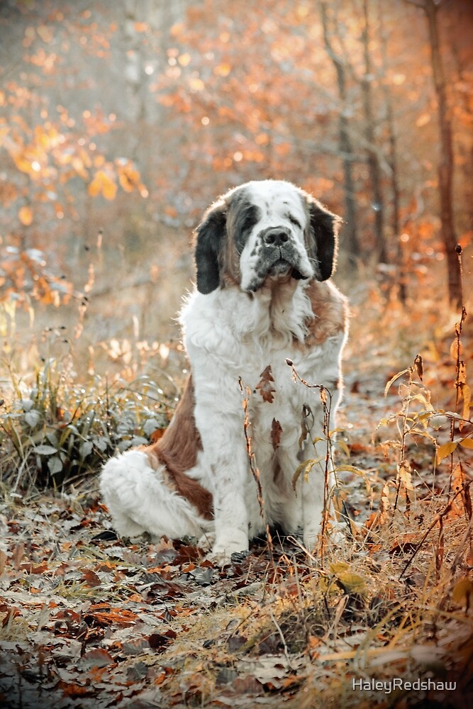"Big St Bernard dog in Autumn " by HaleyRedshaw | Redbubble