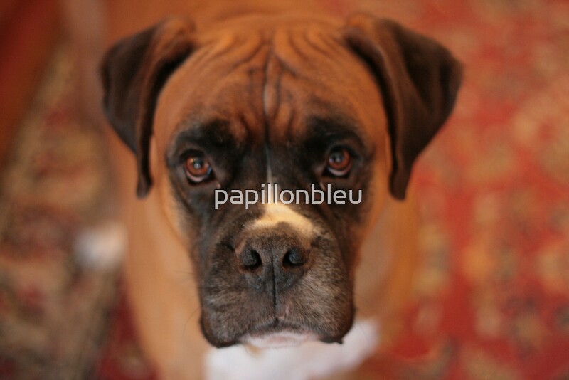 "Gorgeous George" by papillonbleu | Redbubble