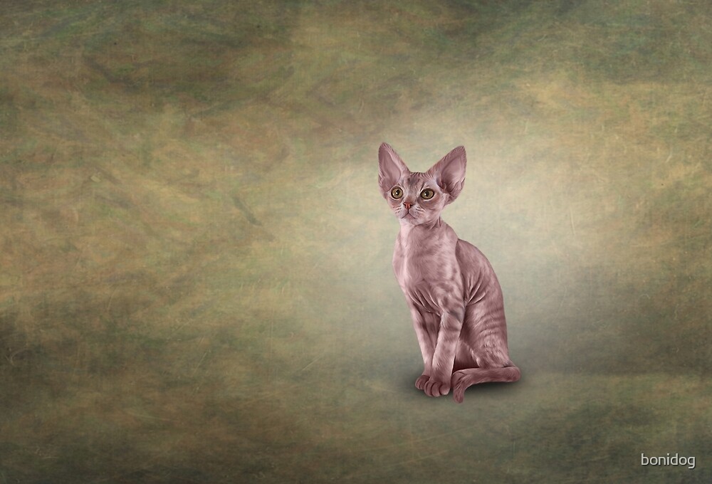 "Drawing cat Cornish Rex" by bonidog | Redbubble