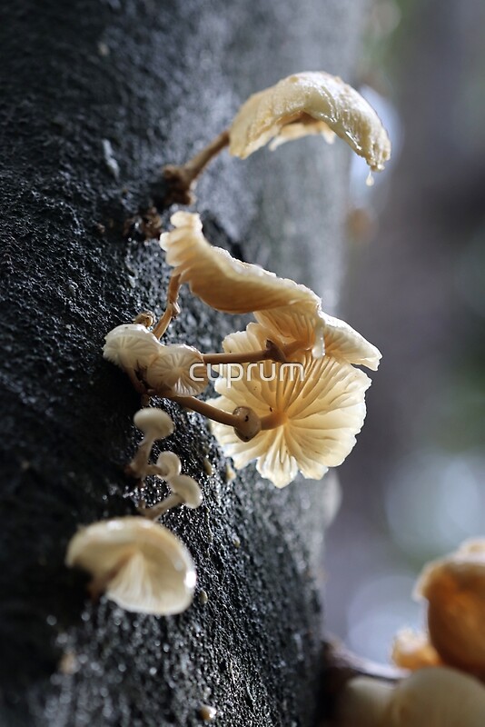 "Porcelain Fungus II" by cuprum | Redbubble