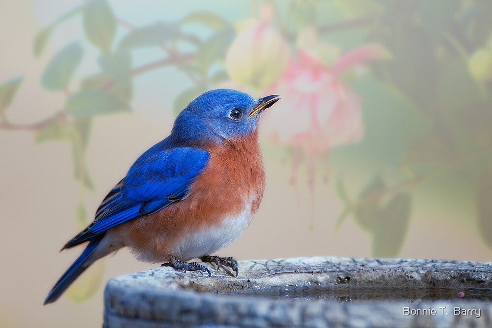 "Mr. Bluebird, you make me happy!" by Bonnie T. Barry | Redbubble