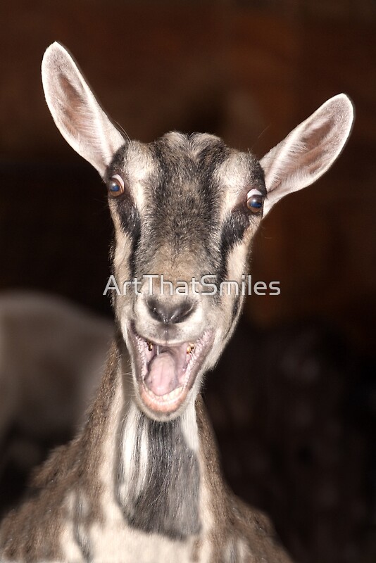 ""I'm Baaaad" - goat has goofy expression" by ArtThatSmiles | Redbubble