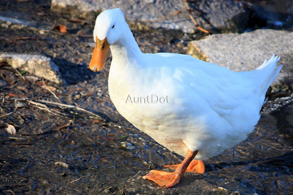 "Fat White Duck" by AuntDot | Redbubble