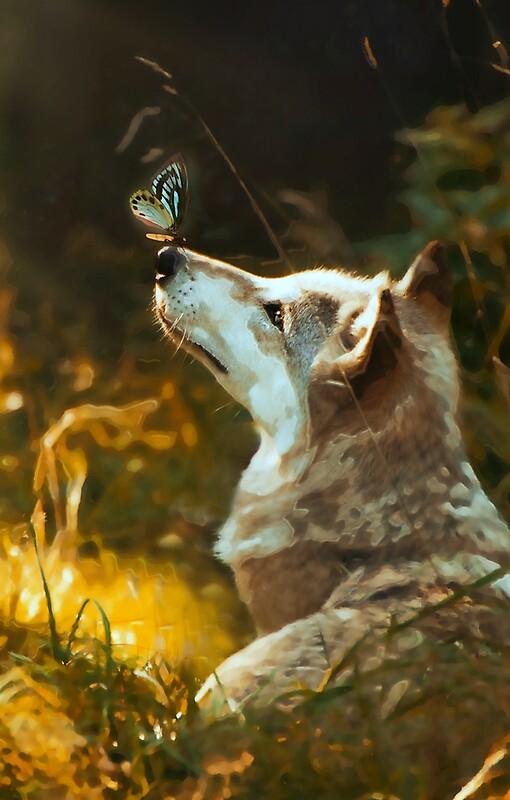 "Wolf with Butterfly - Portrait" by Liancary | Redbubble