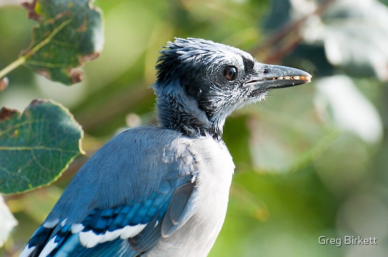 "A Beak Full" by Greg Birkett | Redbubble