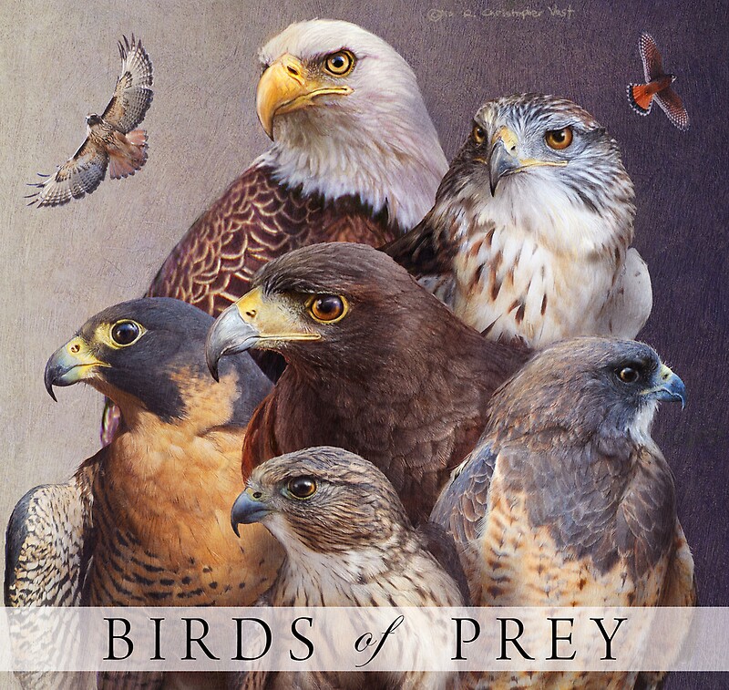 "birds of prey poster" by R Christopher Vest | Redbubble