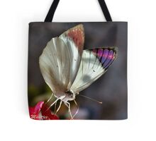 "BUTTERFLY SERIES - _Queen Purple Tip Colotis regina_" by Magriet ...