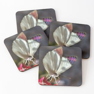 "BUTTERFLY SERIES - _Queen Purple Tip Colotis regina_" by Magriet ...