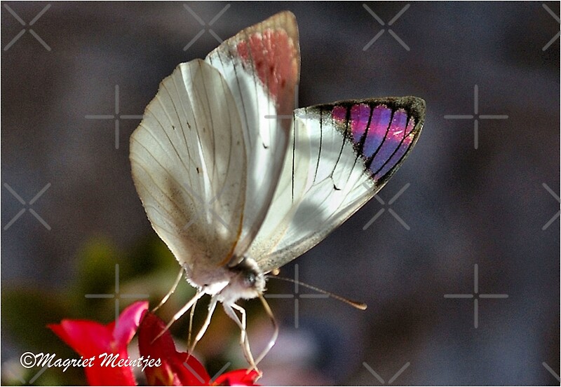 "BUTTERFLY SERIES - _Queen Purple Tip Colotis regina_" by Magriet ...