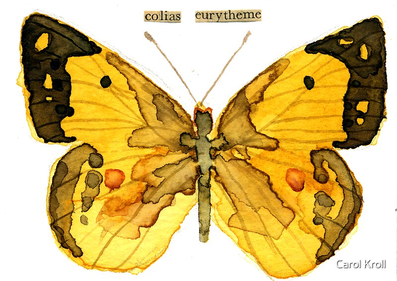 "Colias Eurytheme (Alfalfa Butterfly)" by Carol Kroll | Redbubble