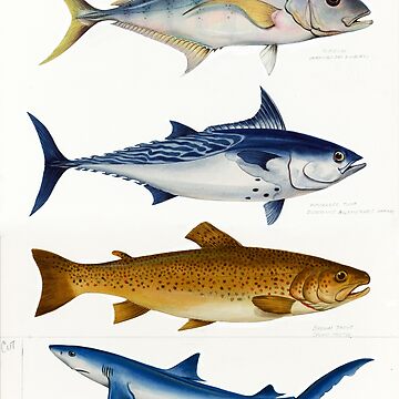 "Turrum (Carangoides embury), Mackerel tuna (Euthynnus alletteratus ...