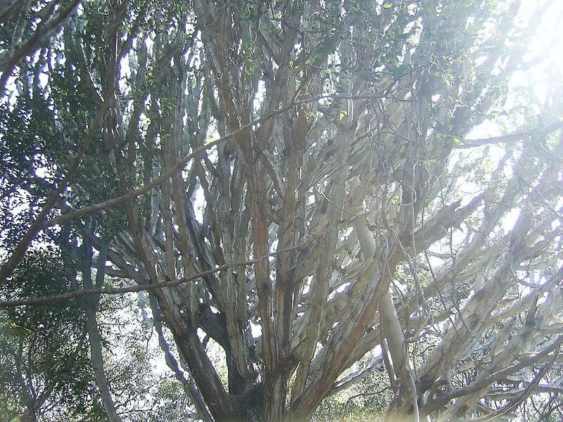 "Euphorbia Ingens "Naboom Tree", Gauteng, South Africa" by sbrosszell ...