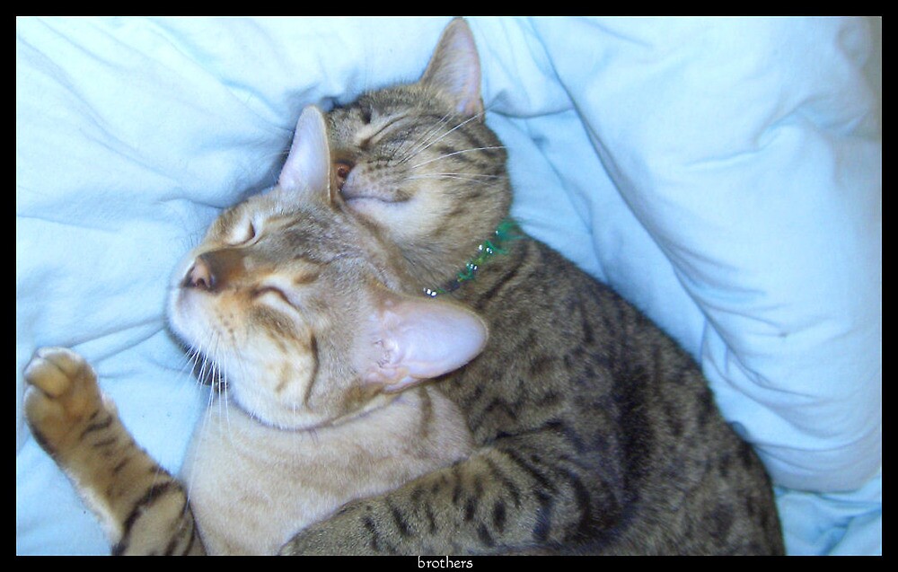 "Cuddling Cats - Photography" by Dominic Hallwood | Redbubble