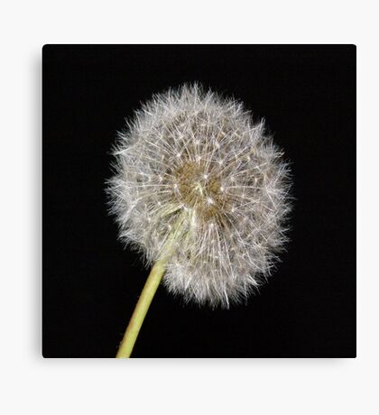 Dandelion: Canvas Prints | Redbubble