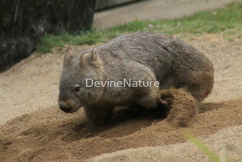 "Wombat Digging" by DevineNature | Redbubble