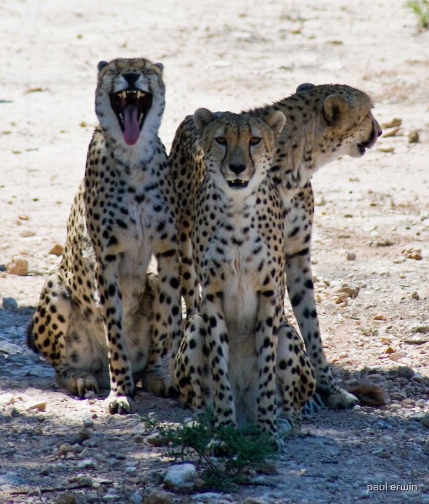 "there's one in every family..." by paul erwin | Redbubble