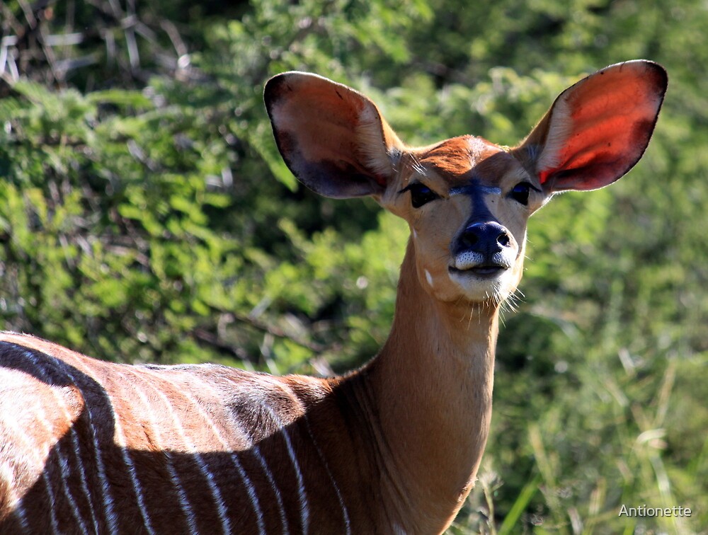 "Nyala" by Antionette | Redbubble