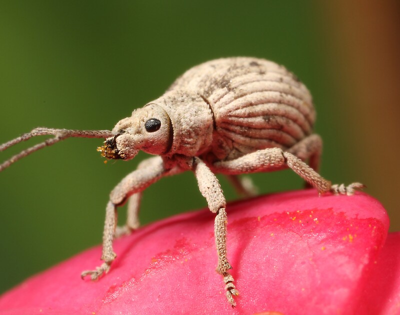 "Beaded Weevil Beetle" by Etwin | Redbubble